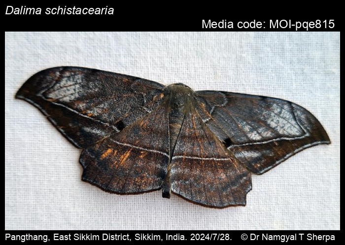 Dalima schistacearia Moore, [1868] - | Moths